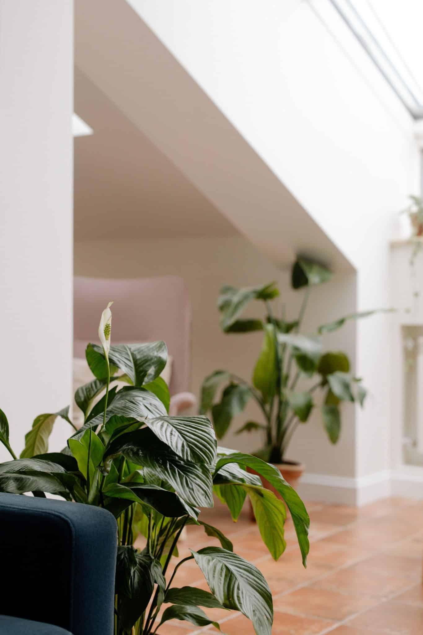Sala com plantas: conheça 7 espécies e saiba como decorar